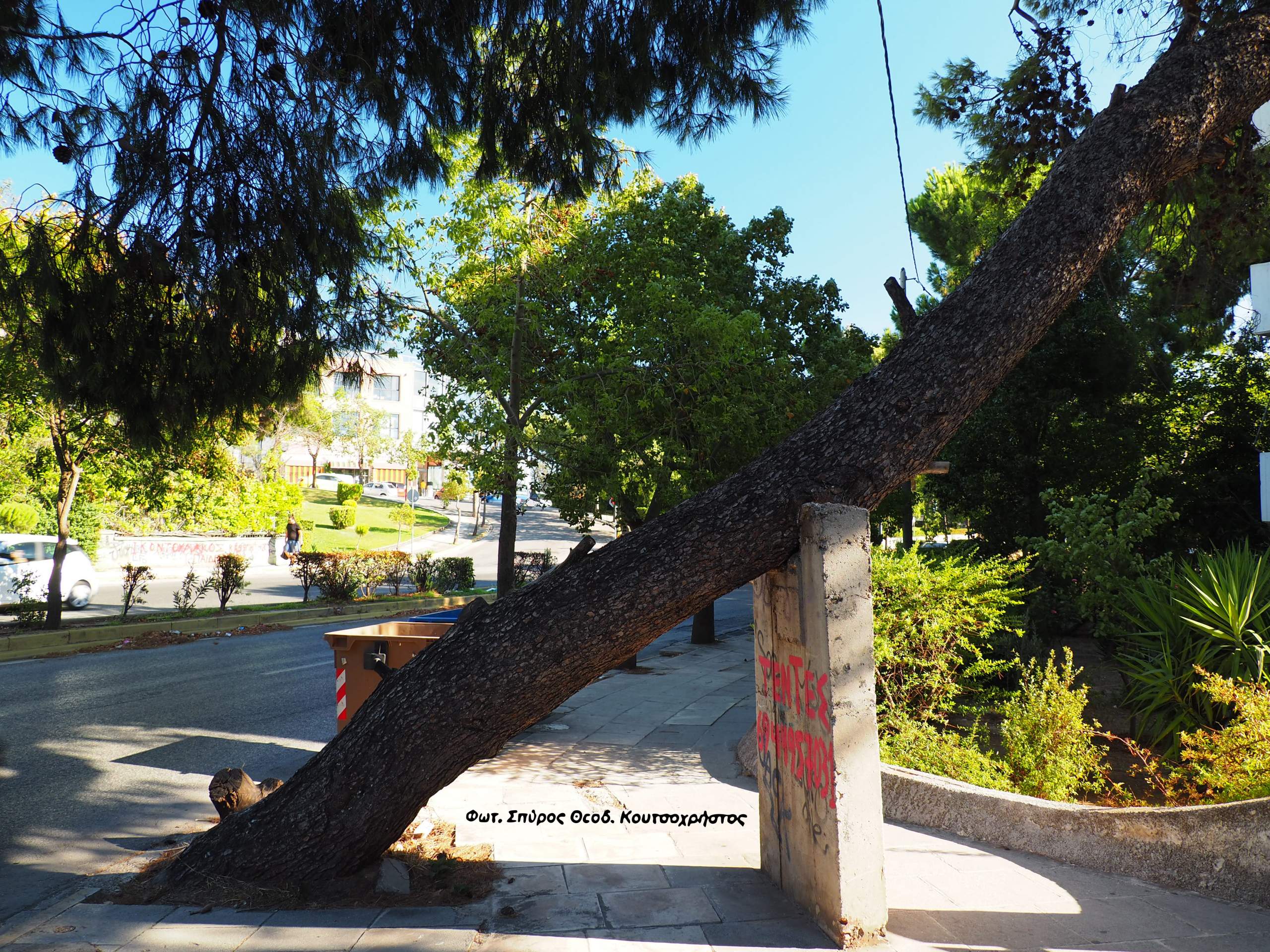 Ποιος ο λόγος διατήρησης ενός επικίνδυνου δέντρου; - Patrinorama Magazine